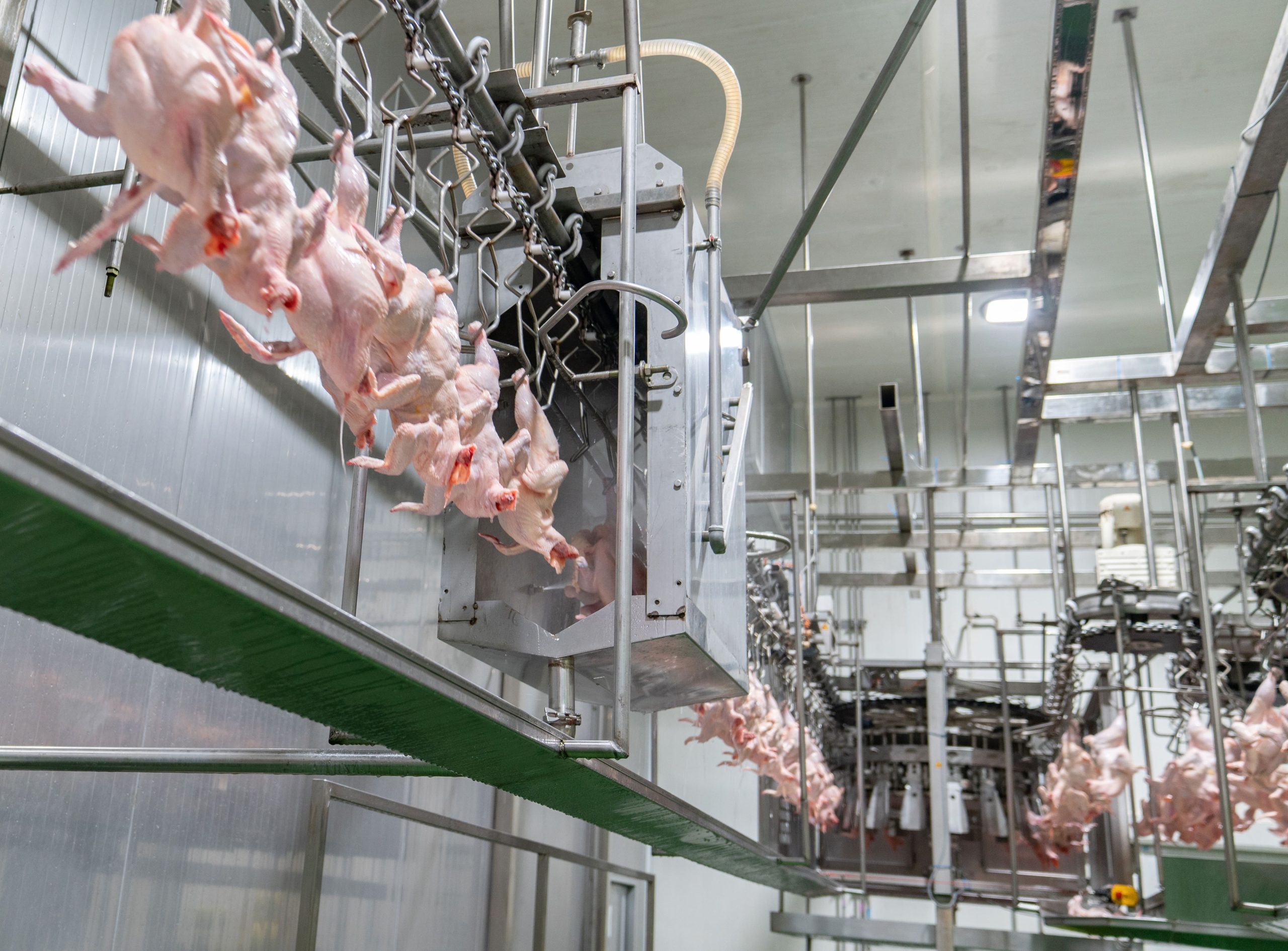 Animal Fat Rendering Process: Industrial Guide to Batch and Continuous ...